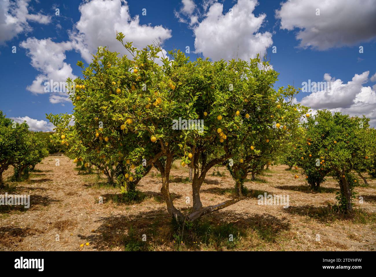 Buen limon hi-res stock photography and images - Alamy