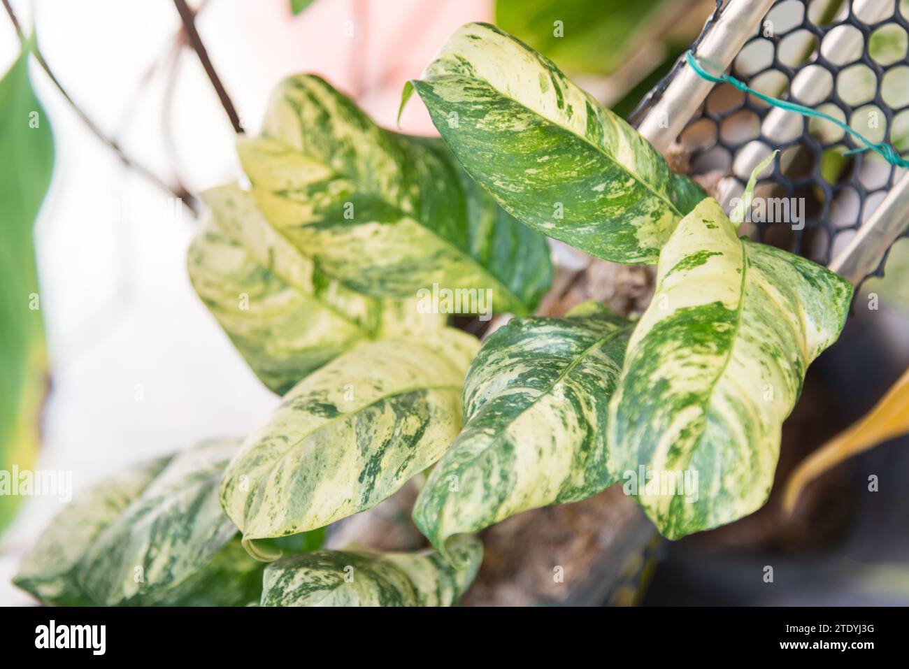 Rhaphidophora puberula variegated hi-res stock photography and images ...
