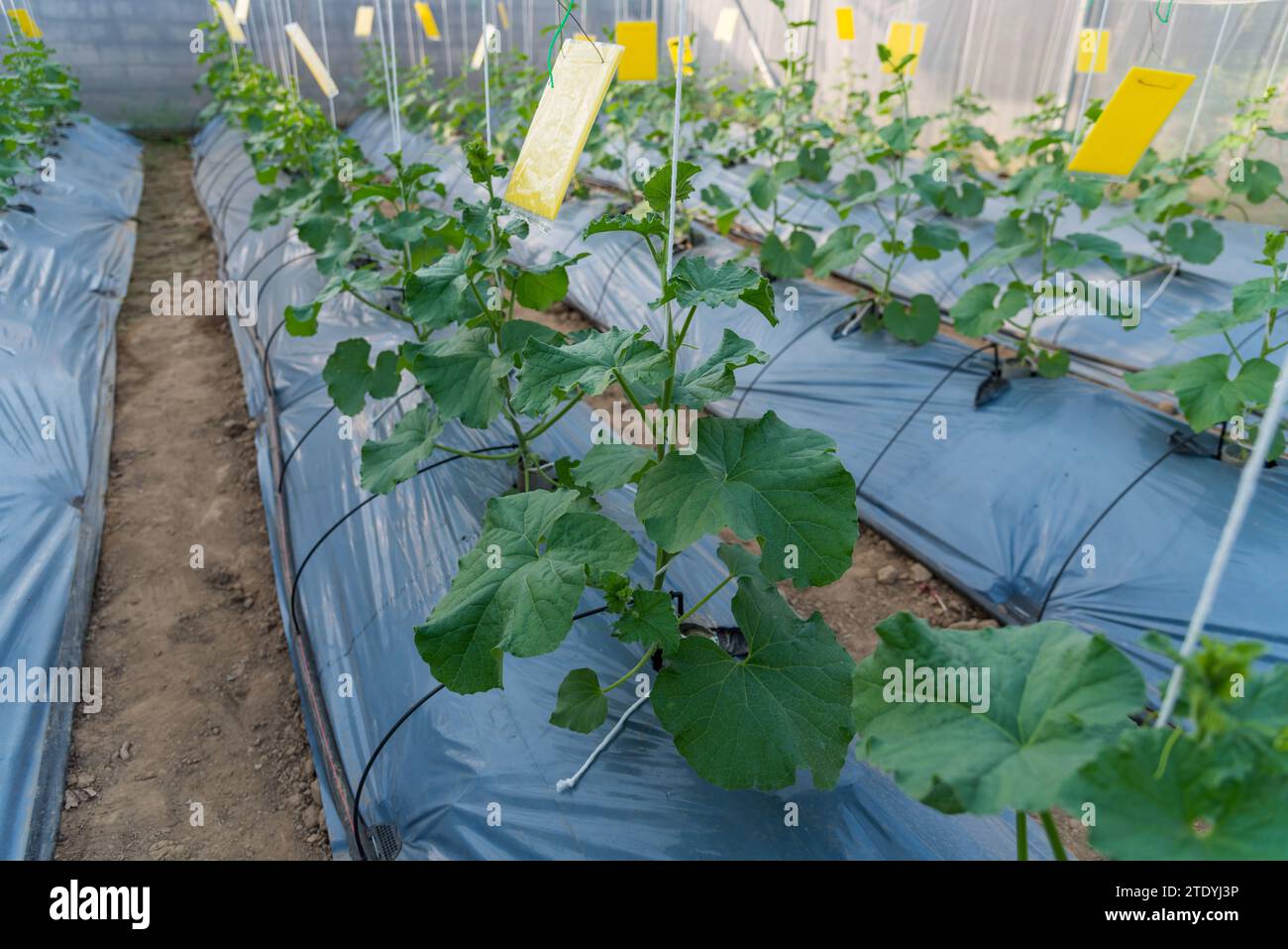 Melon tree hi-res stock photography and images - Alamy