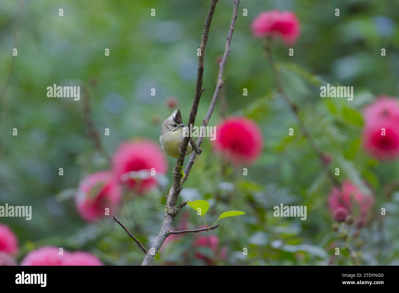 Endemic bird from taiwan hi-res stock photography and images - Alamy