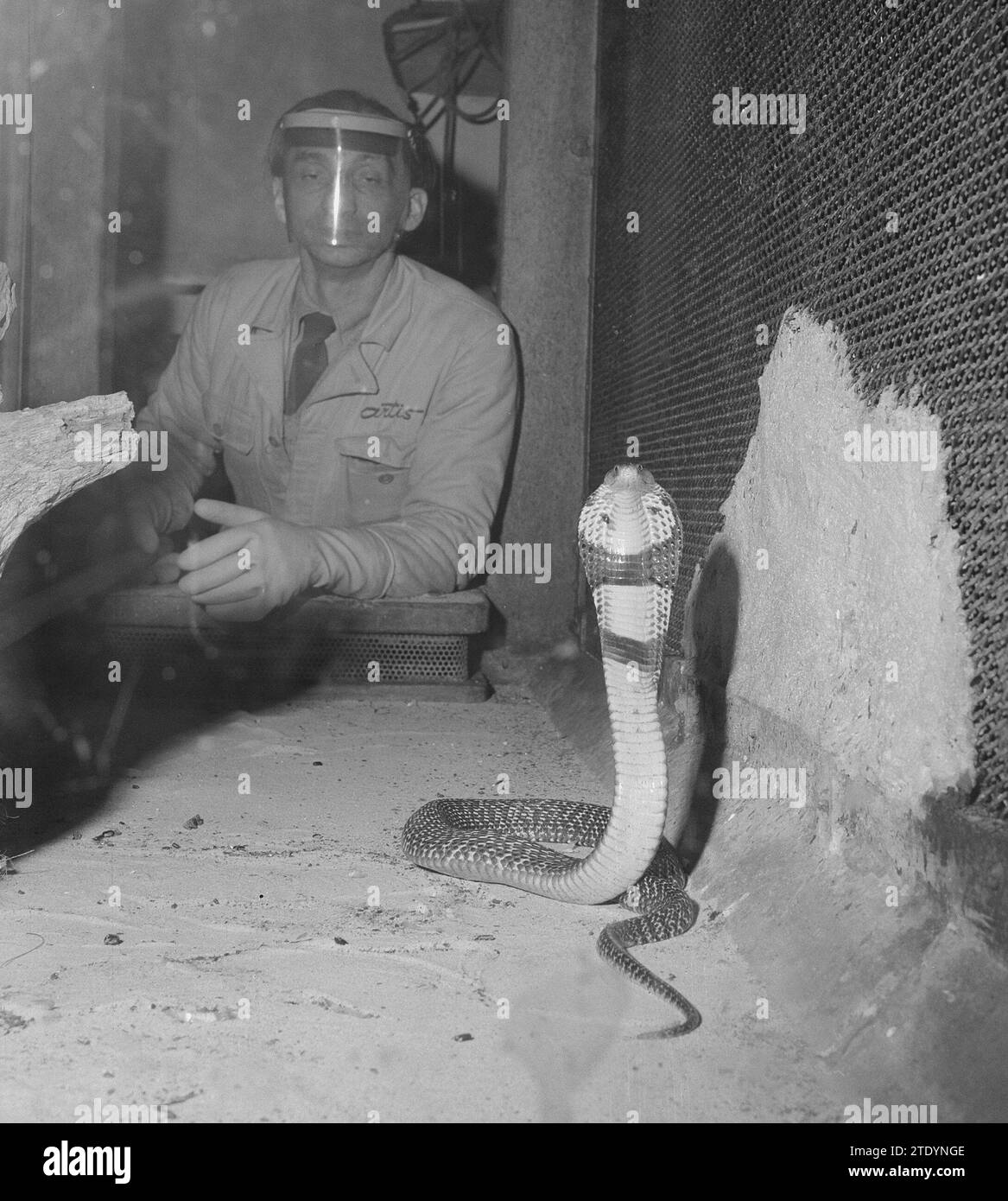 Spitting animal Black and White Stock Photos & Images - Alamy