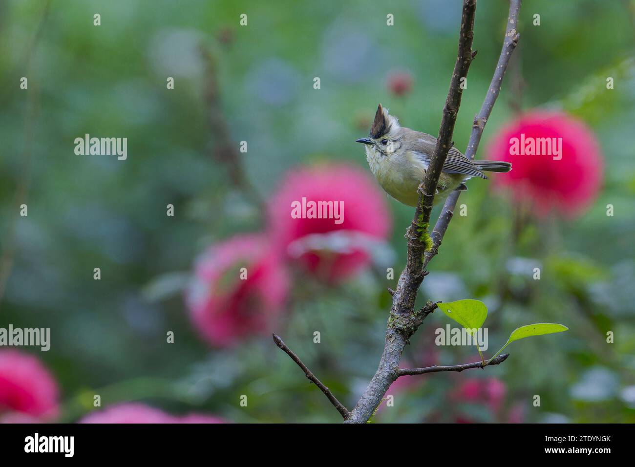 Taiwan Yuhina endemic bird from Taiwan Stock Photo - Alamy
