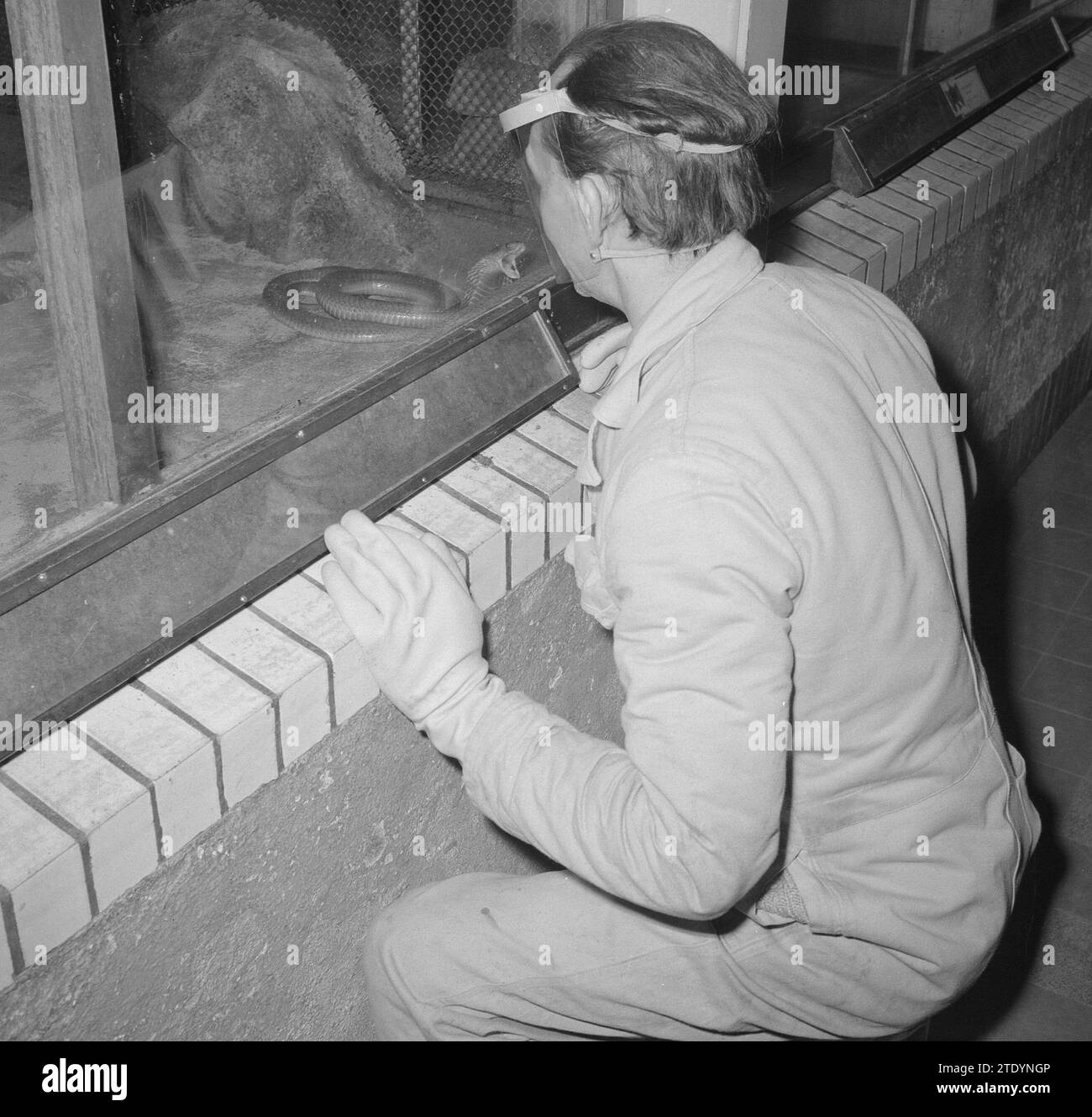 Spitting cobra in artis zoo Black and White Stock Photos & Images - Alamy