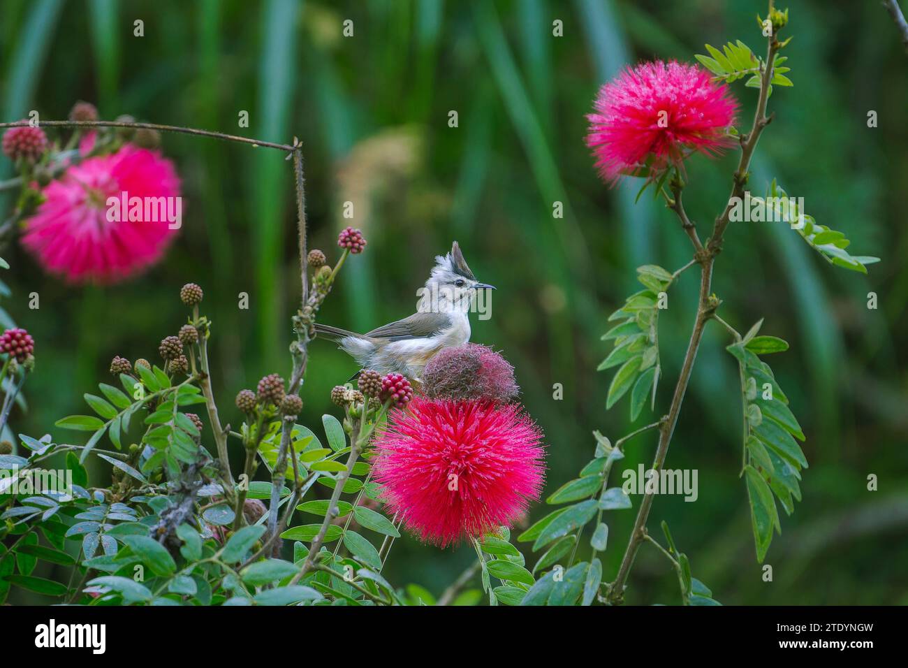 Endemic bird from taiwan hi-res stock photography and images - Alamy