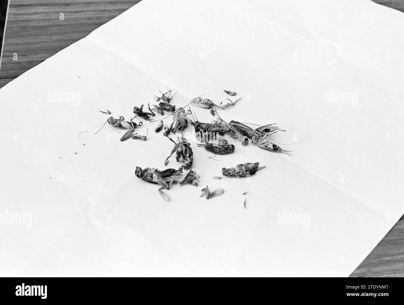 Cricket plague de zilk hi-res stock photography and images - Alamy