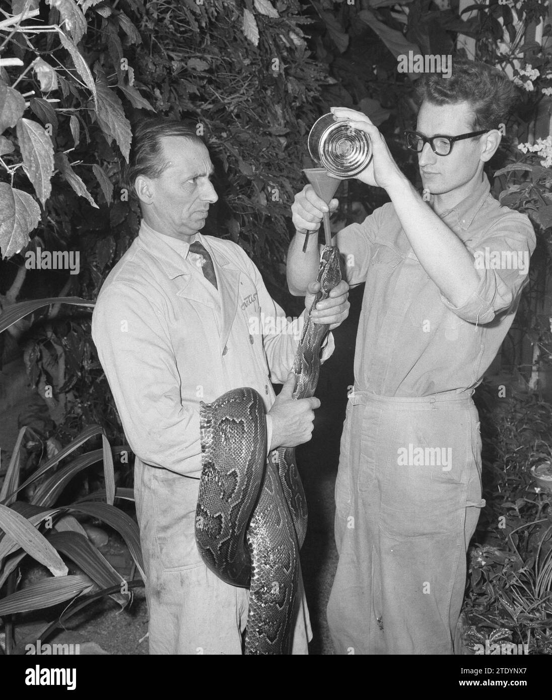Very large snake being fed by a keeper at Artis zoo, a 20 kg python ca ...