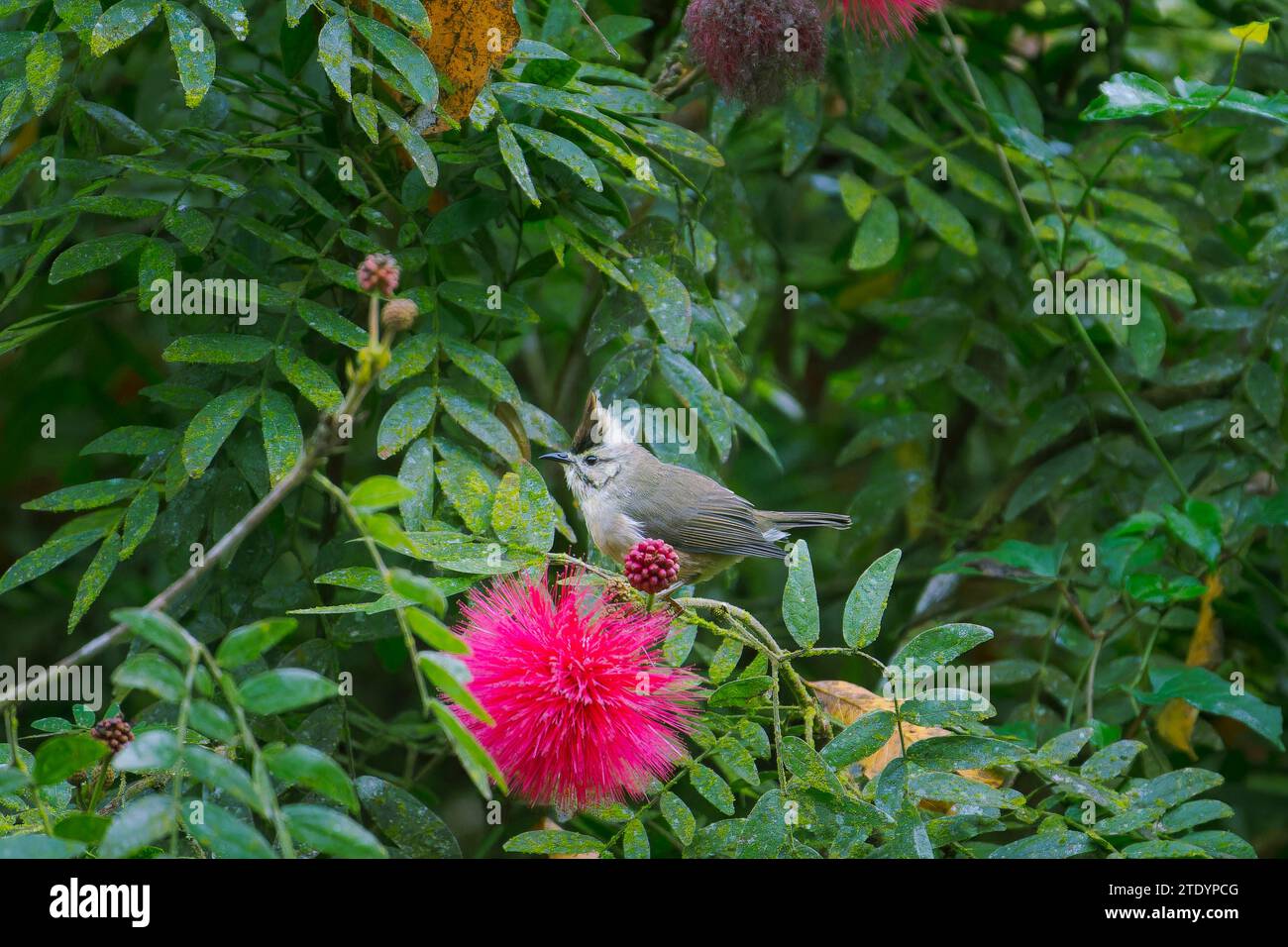Taiwan Yuhina endemic bird from Taiwan Stock Photo - Alamy