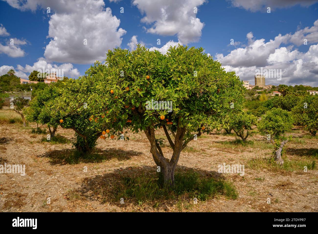 Arbre de verger de majorque hi-res stock photography and images - Alamy