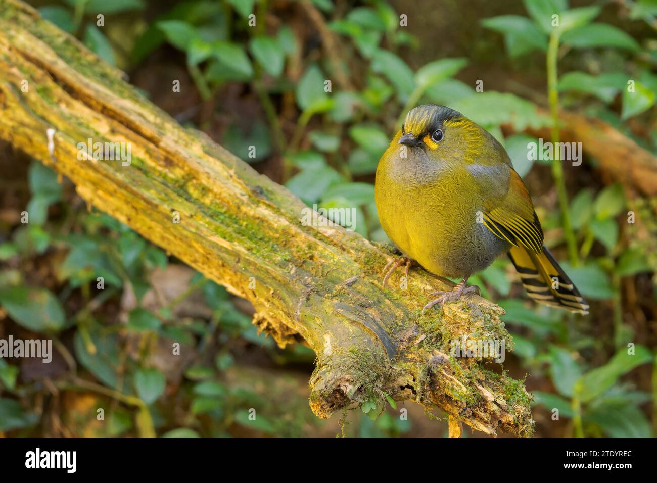Endemic bird of taiwan hi-res stock photography and images - Alamy