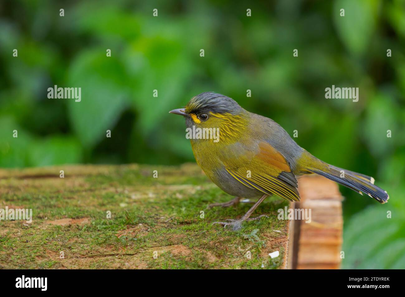 Endemic bird of taiwan hi-res stock photography and images - Alamy