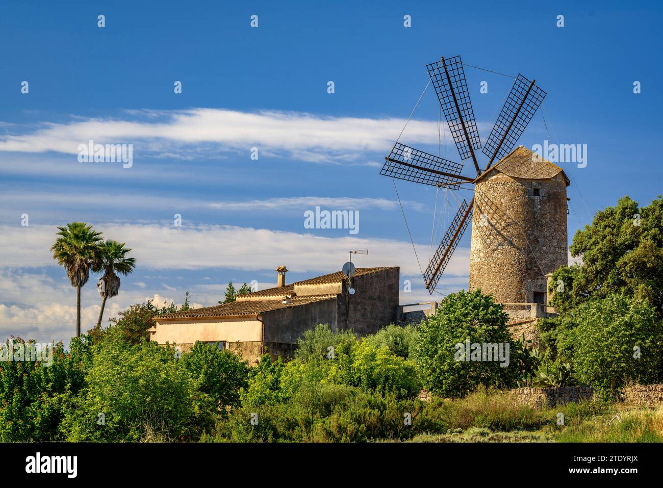 árbol de viento hi-res stock photography and images - Alamy