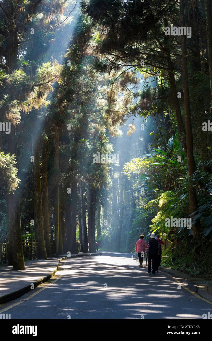 People walking in the forest of Taiwan Stock Photo - Alamy