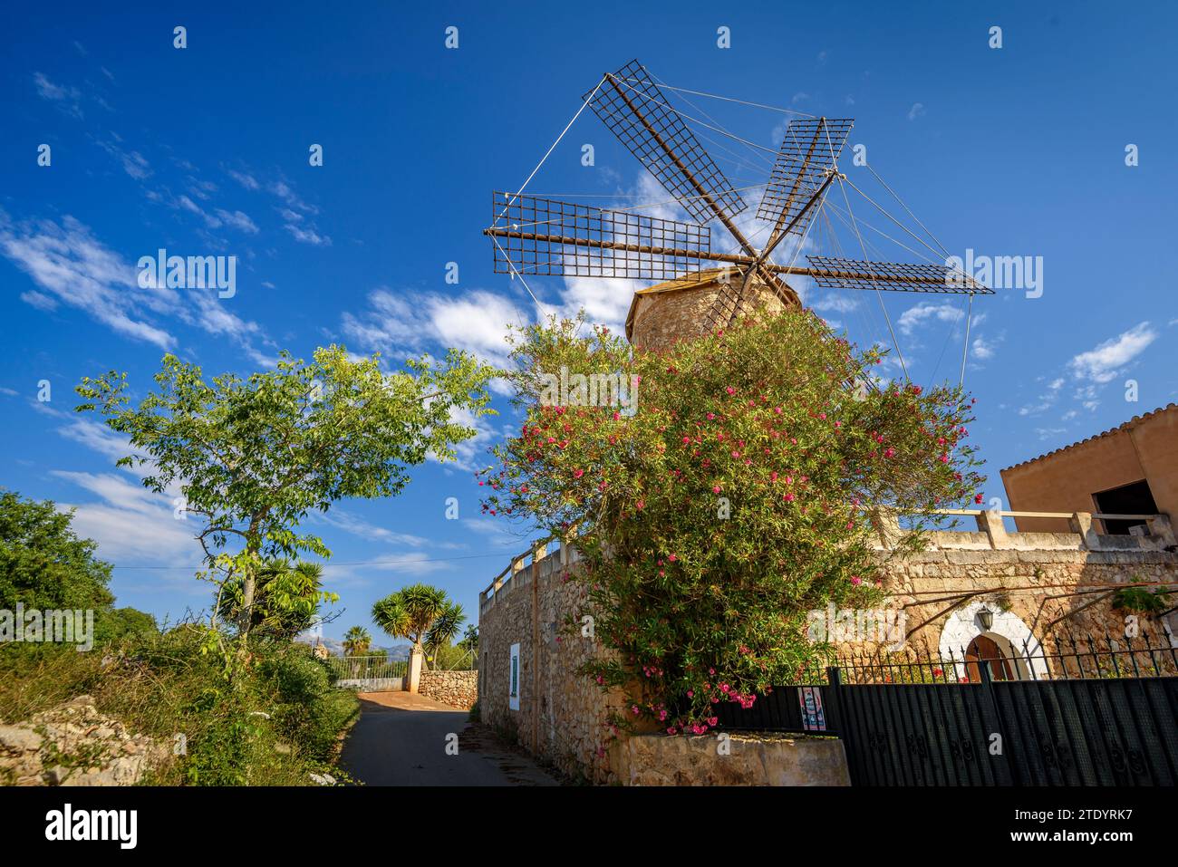 árbol de viento hi-res stock photography and images - Alamy