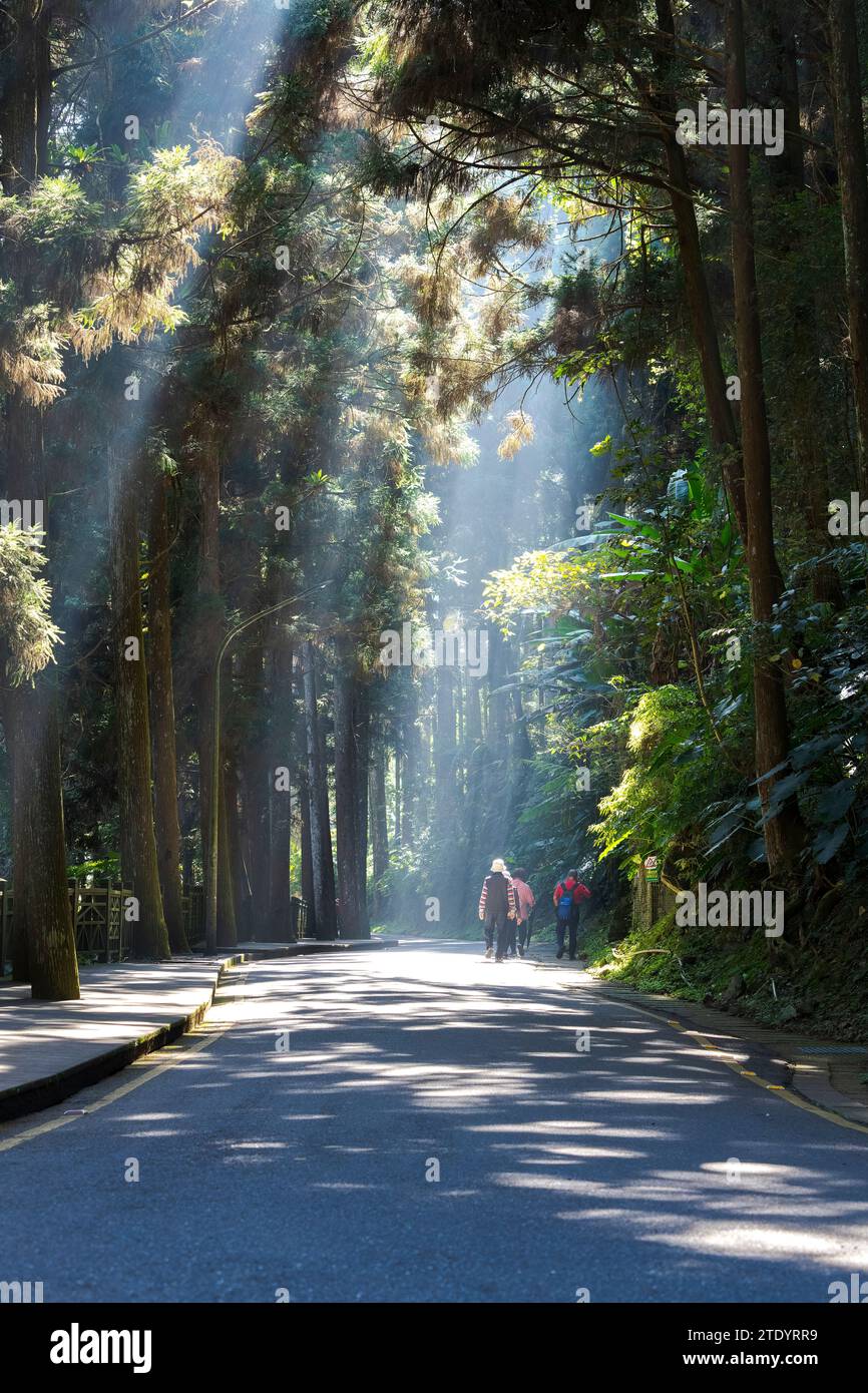 People walking in the forest of Taiwan Stock Photo - Alamy
