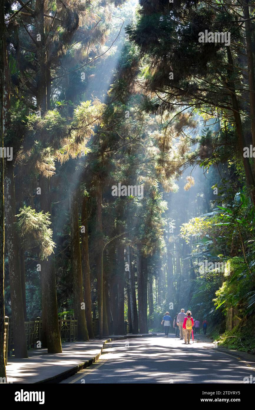 People walking in the forest of Taiwan Stock Photo - Alamy