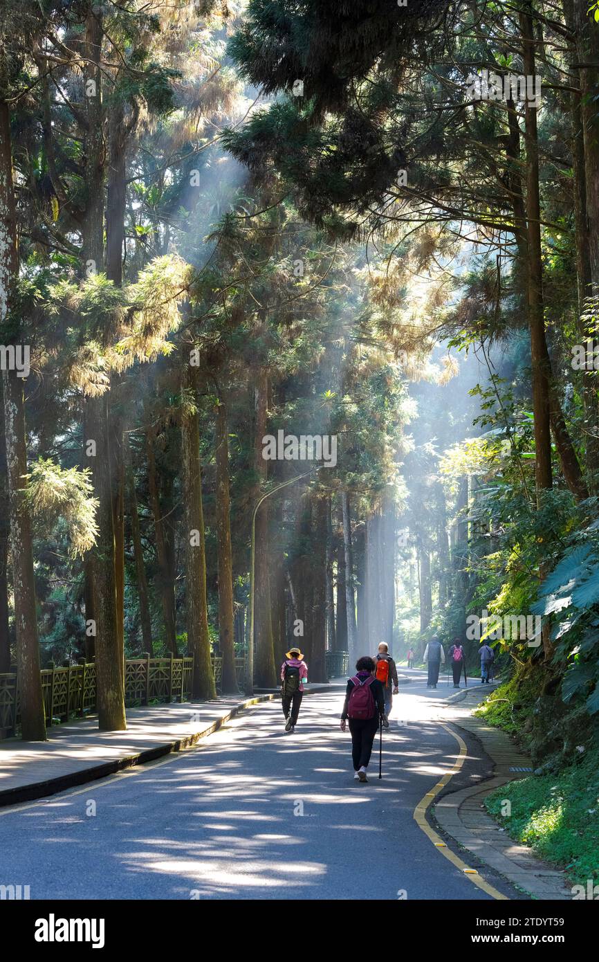 People walking in the forest of Taiwan Stock Photo - Alamy