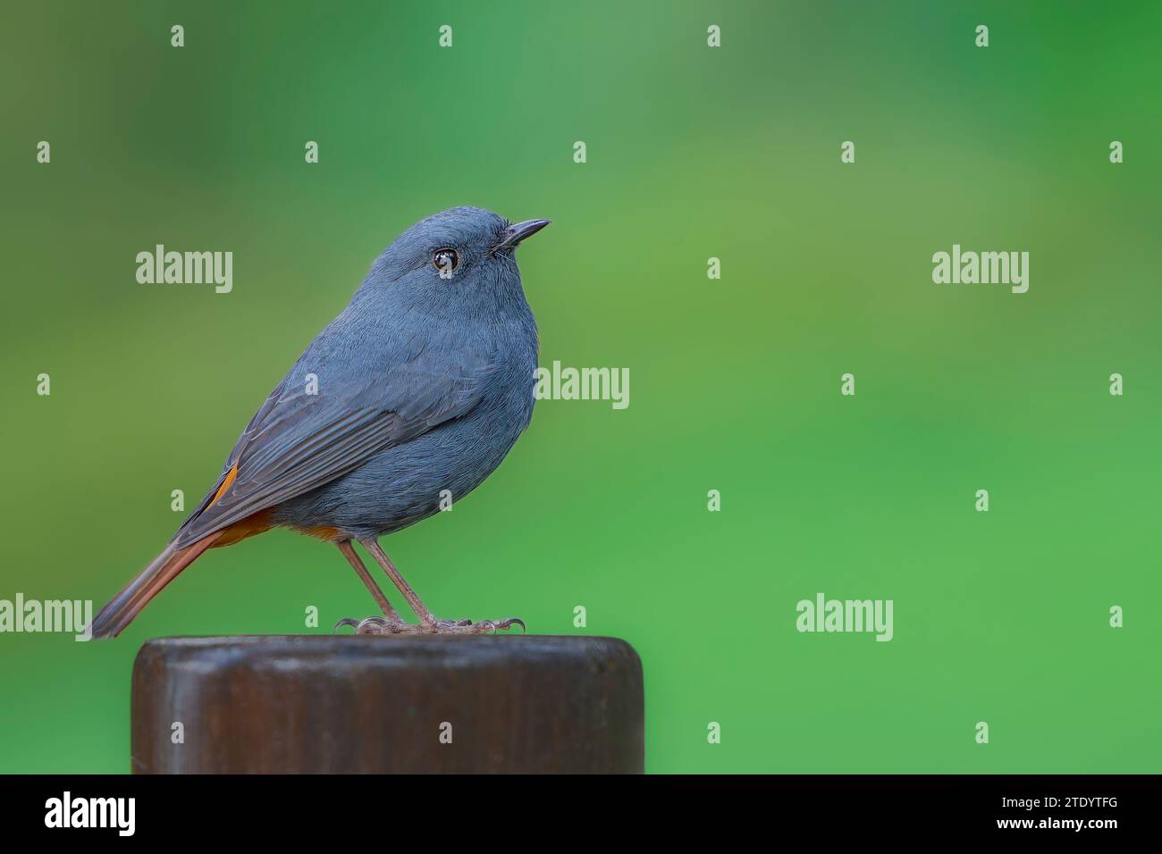 Plumbeous redstart hi-res stock photography and images - Alamy