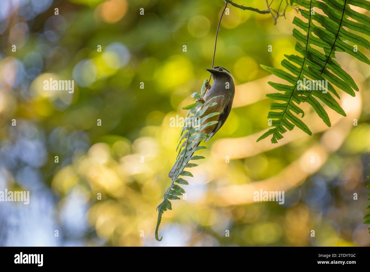 White-eared sibia endemic bird Taiwan perched on a branch in the forest ...