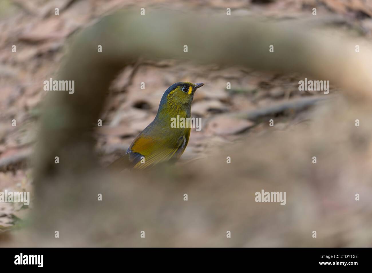 Endemic bird of taiwan hi-res stock photography and images - Alamy