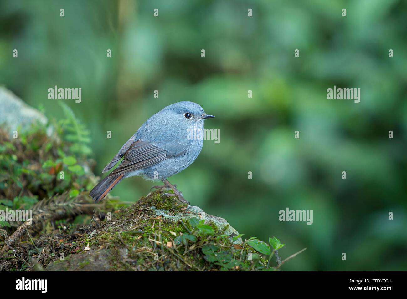 Plumbeous redstart hi-res stock photography and images - Alamy