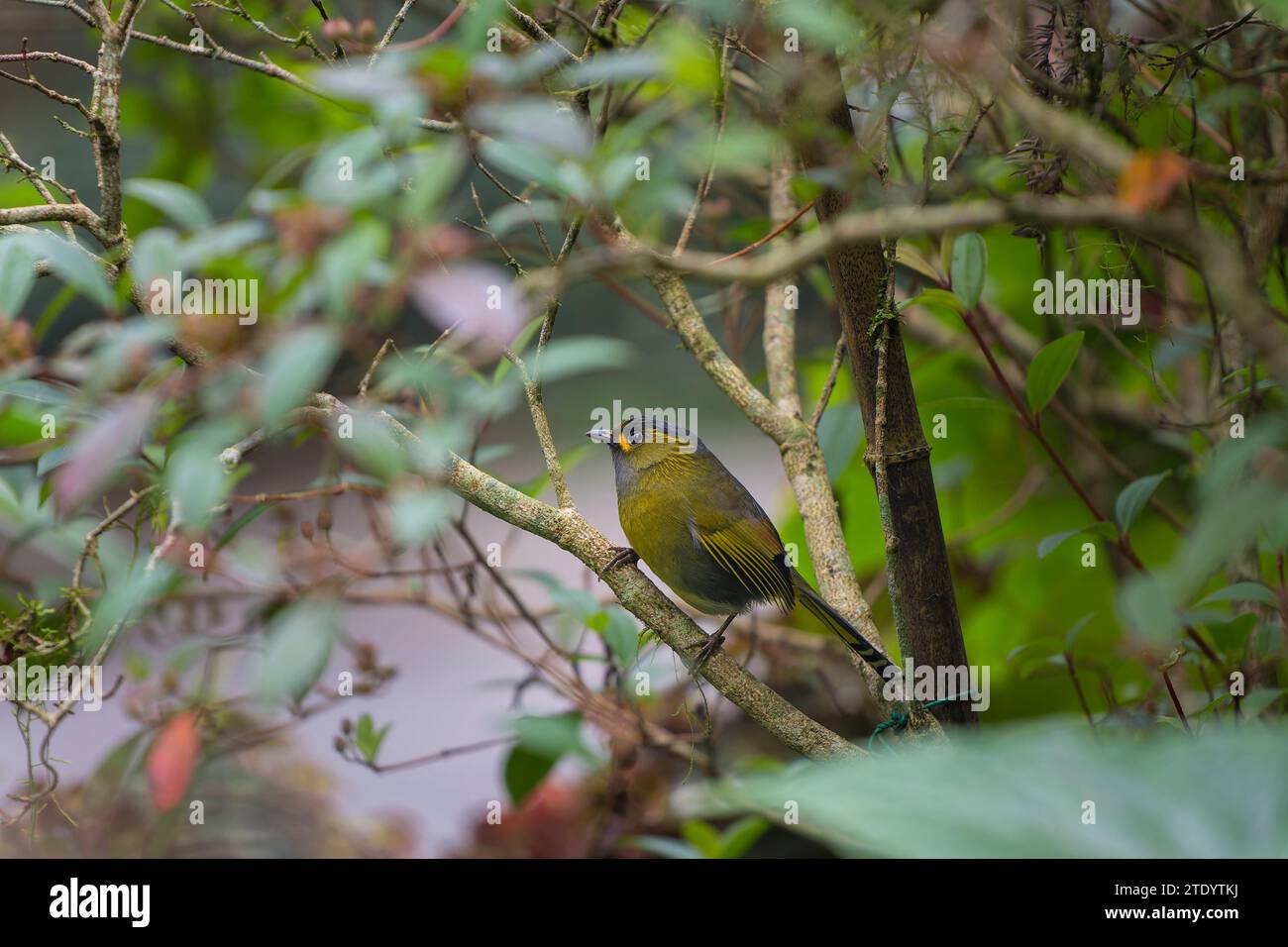 Steere's liocichla endemic bird in Taiwan, bird perched in the tree ...