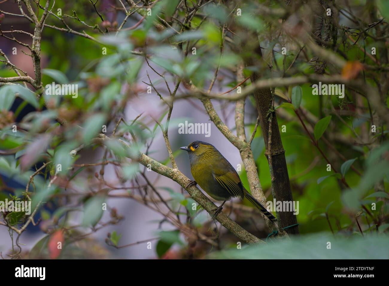 Endemic birds of asia hi-res stock photography and images - Alamy