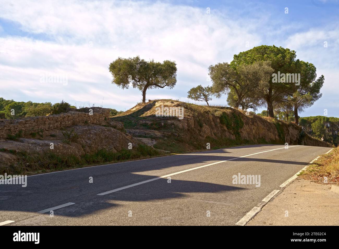 Spain. Side of the road. Beautiful olive trees grow along the road ...