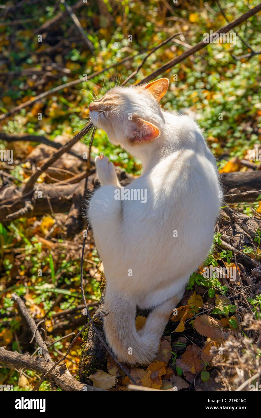 White scratching cat hi-res stock photography and images - Alamy