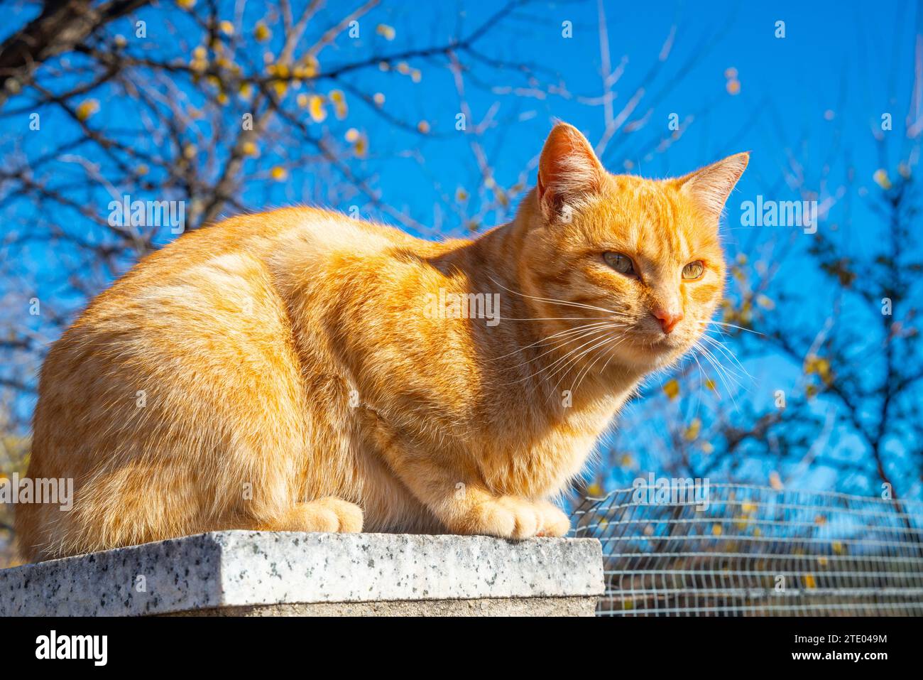 Orange tabby cat. Close view Stock Photo - Alamy