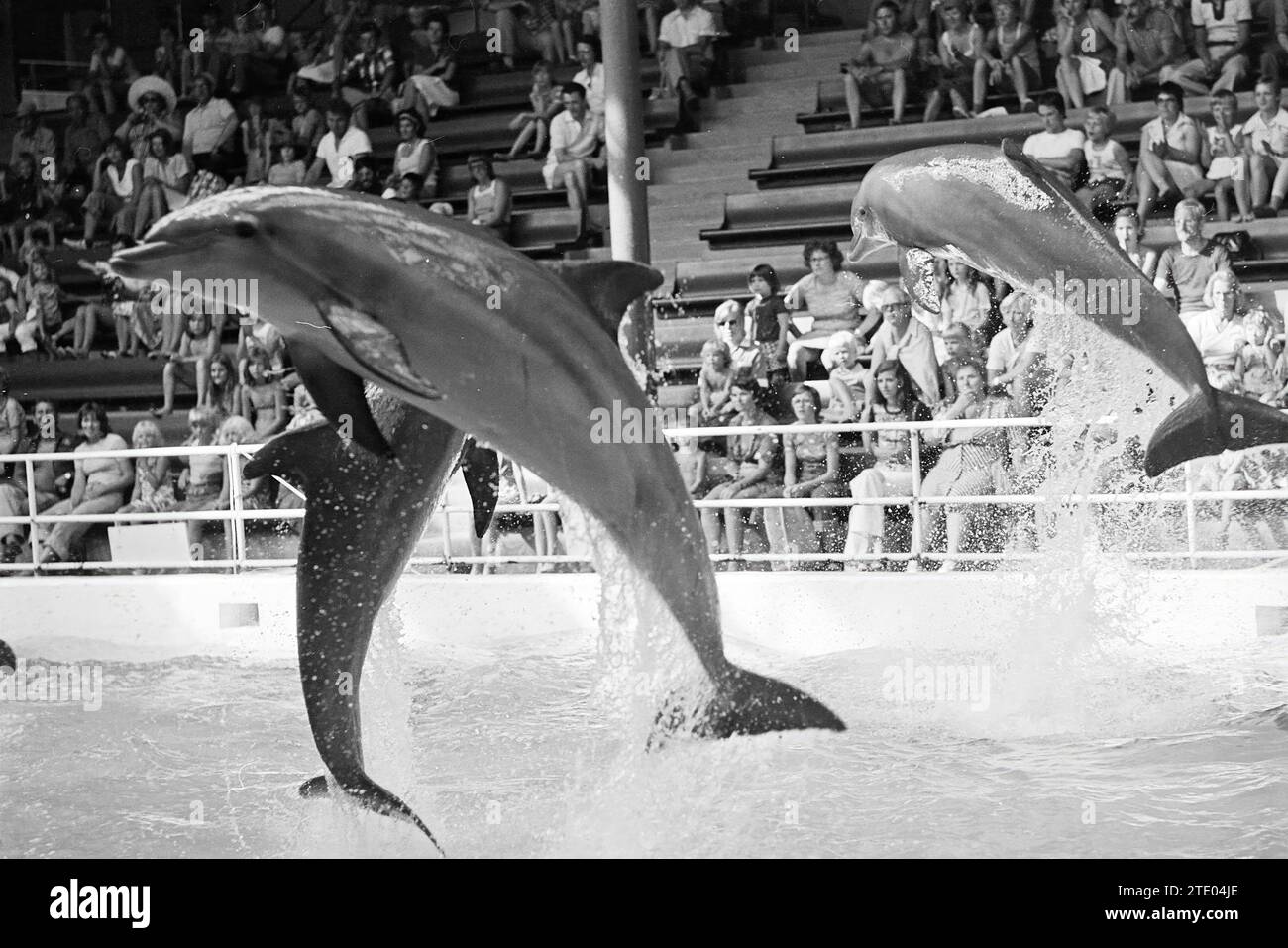 Dolfirama zandvoort dolphin hi-res stock photography and images - Alamy