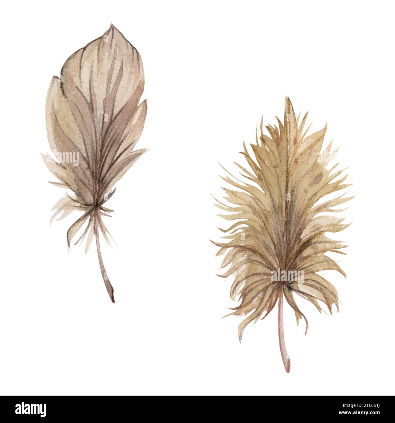 Hand drawn watercolor bird feather plume quill boho tribal ethnic ...