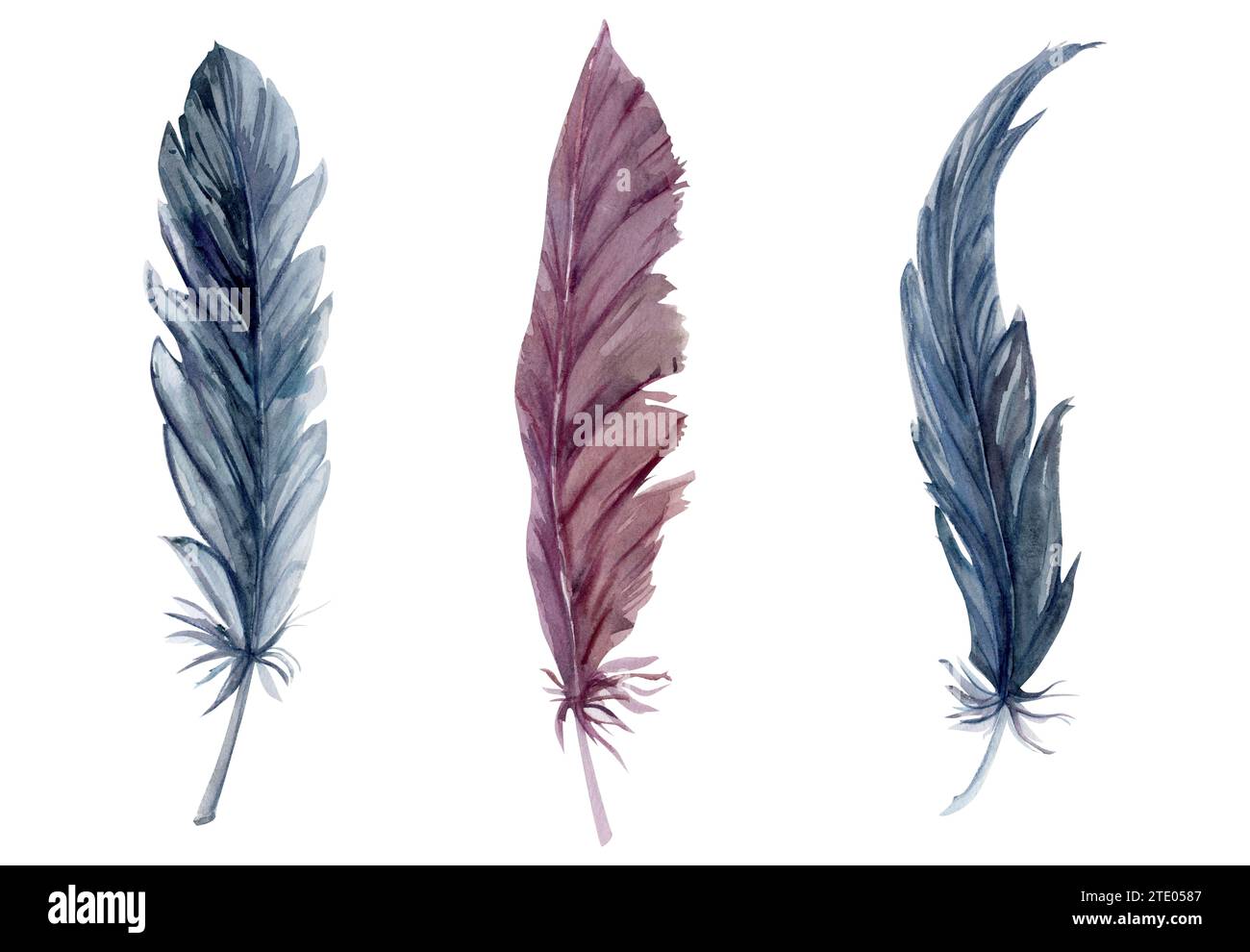 Hand drawn watercolor bird feather plume quill boho tribal ethnic ...