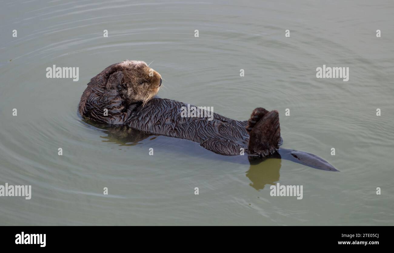 Summer otter hi-res stock photography and images - Alamy