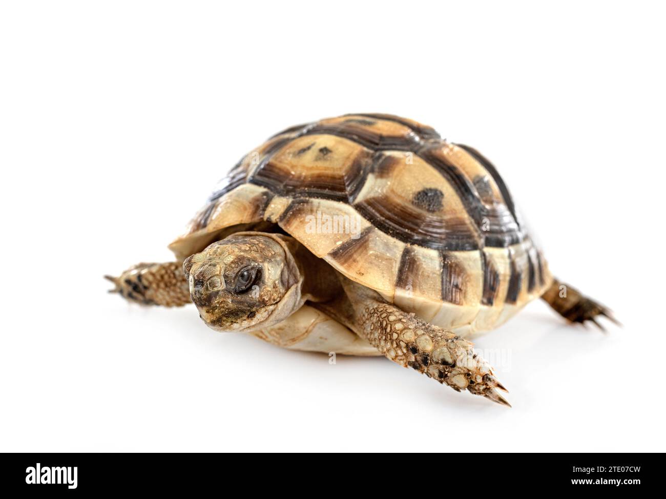 Greek tortoise in front of white background Stock Photo - Alamy