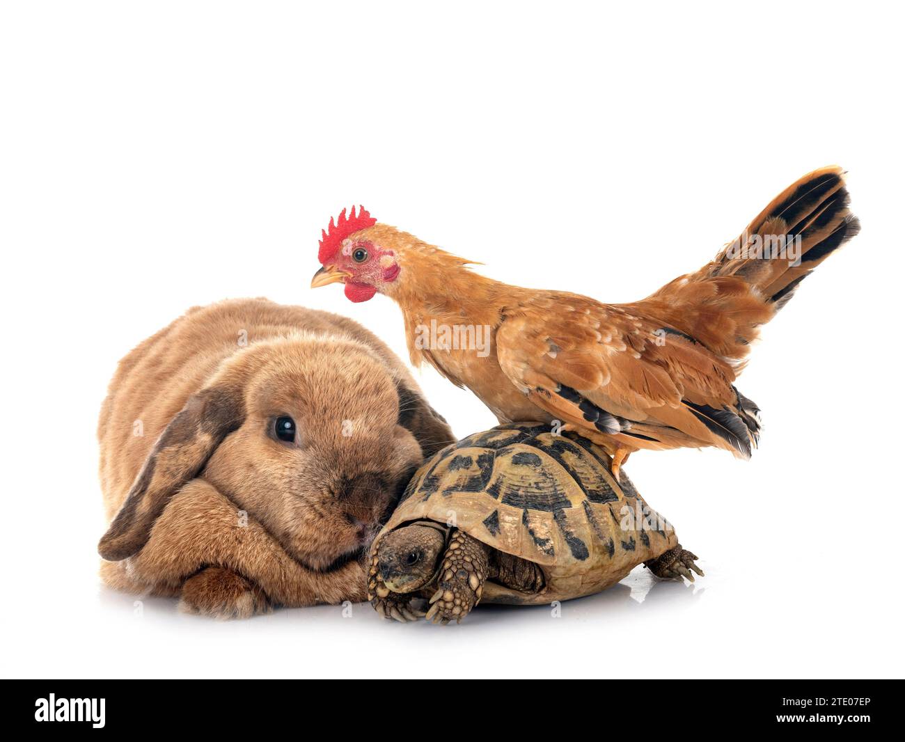 rabbit, turtle and chicken in front of white background Stock Photo - Alamy