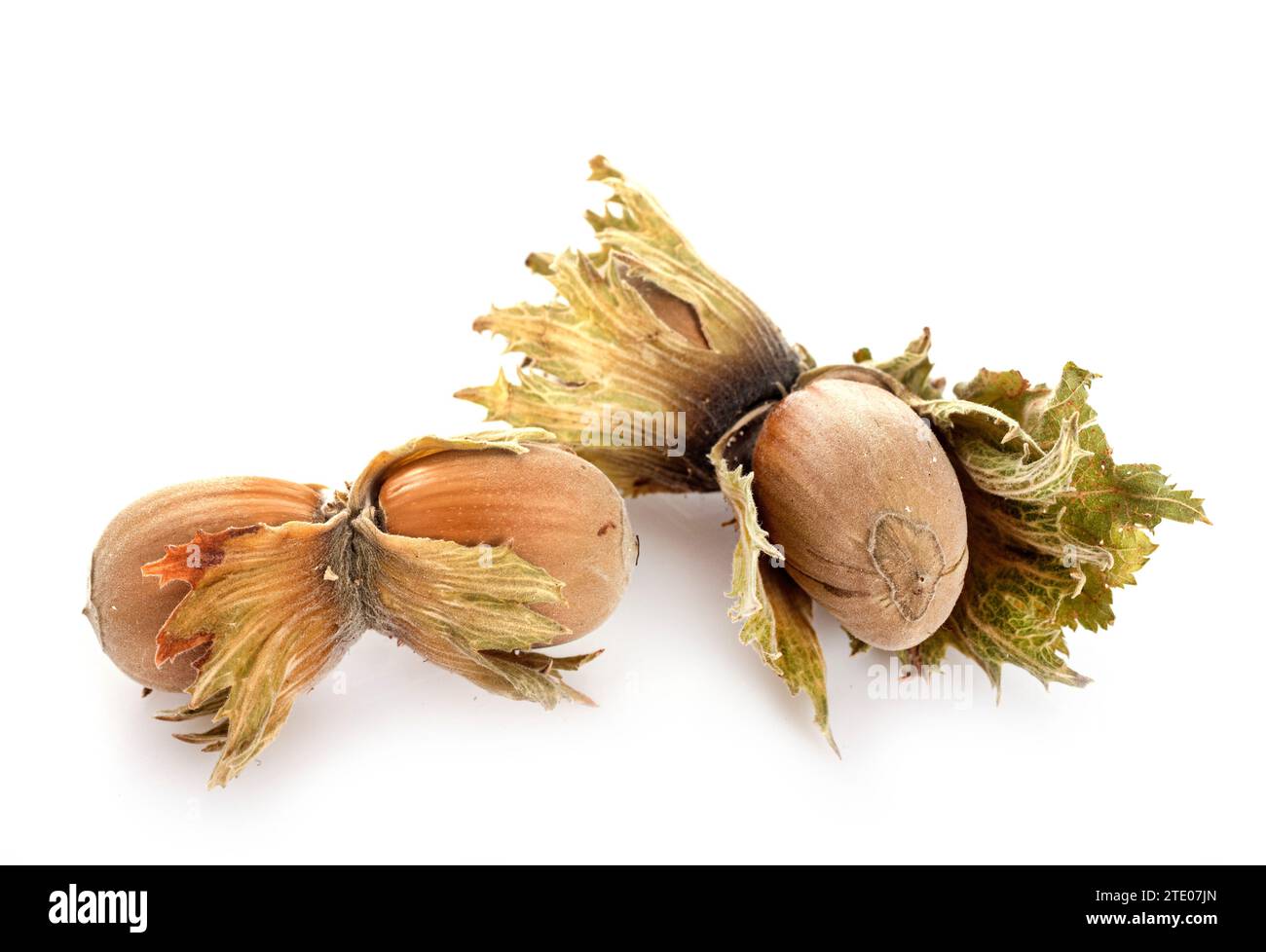 fresh hazelnuts in front of white background Stock Photo - Alamy