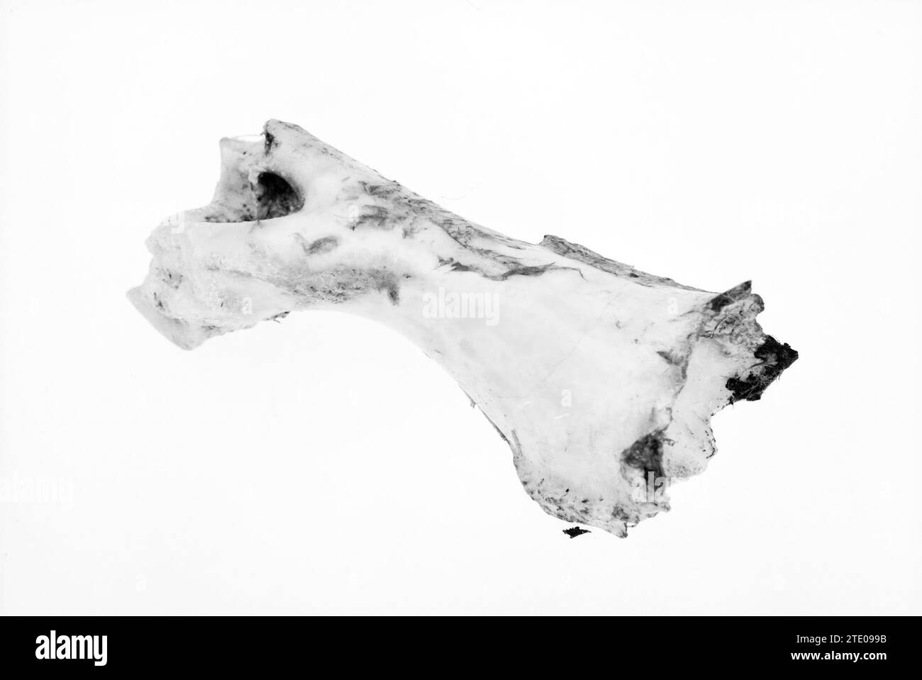 Chewed bone hi-res stock photography and images - Alamy