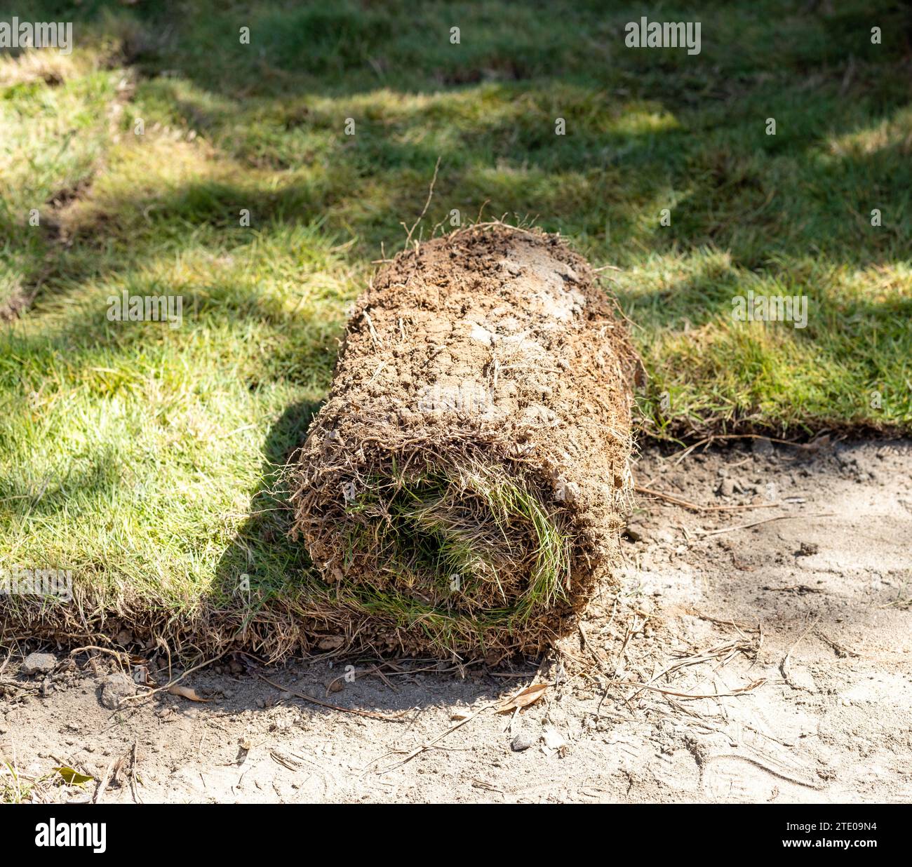 Laying grass pieces for the new lawn closeup Stock Photo - Alamy
