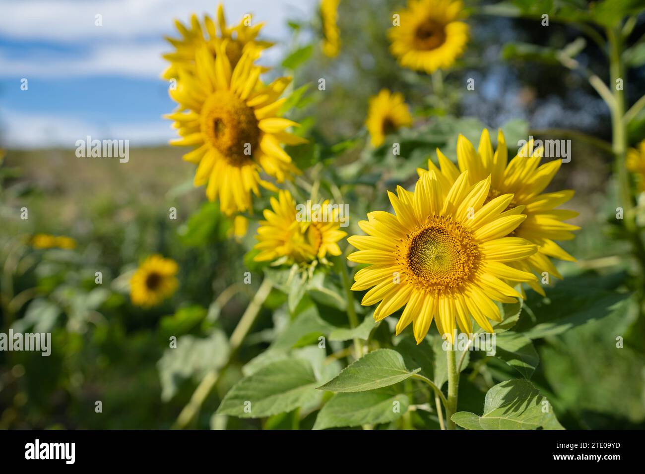 Sunflowers in the Miryang,South korea Stock Photo - Alamy