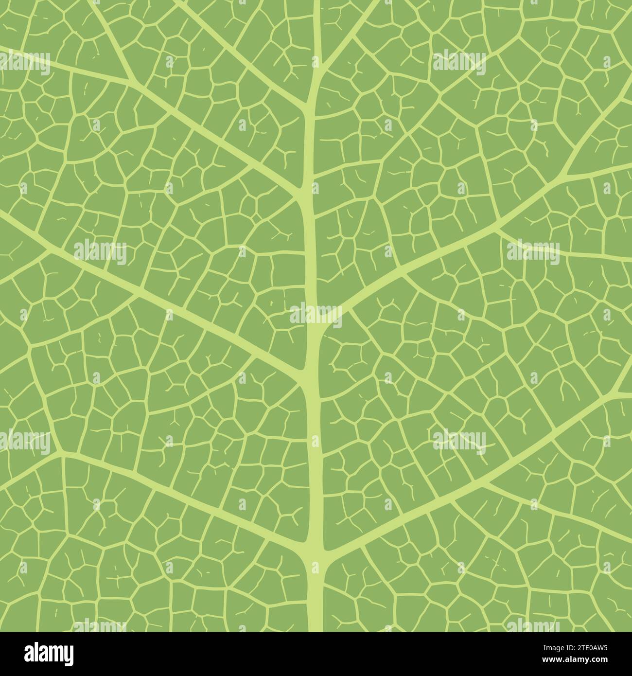 Leaf vein texture abstract background with close up plant leaf cells ...