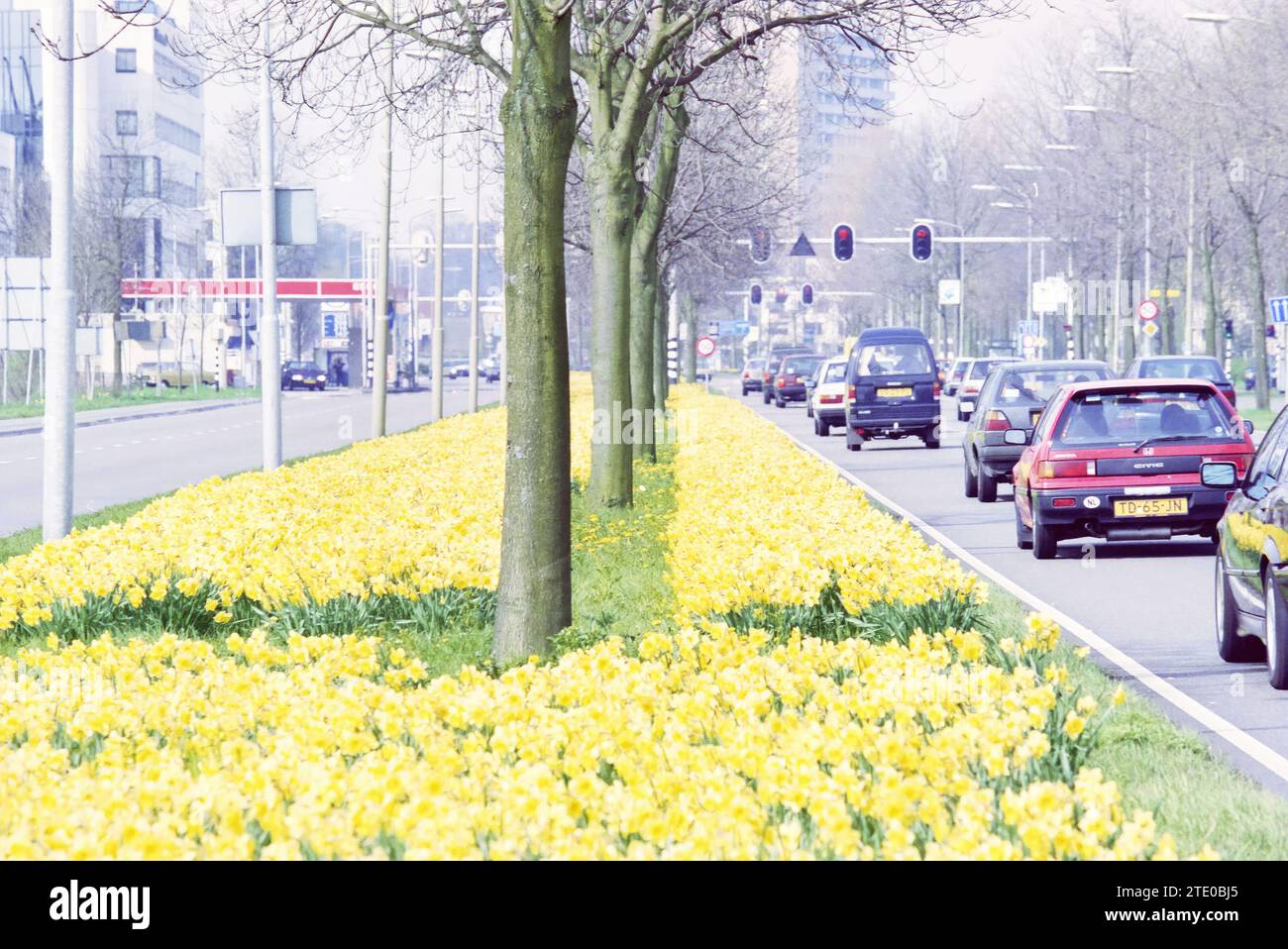 Bulb field along Schipholweg, Schipholweg, 08-04-1997, Whizgle News ...