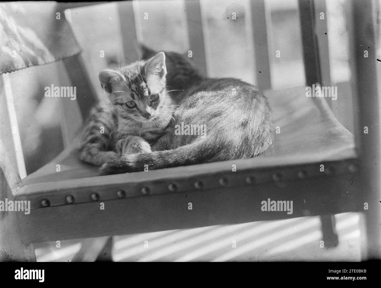 Two cats on a chair ca. 1935 Stock Photo - Alamy