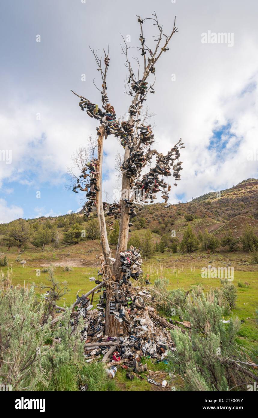 The Oregon Shoe Tree outside of John Day Fossil Beds National Monument ...