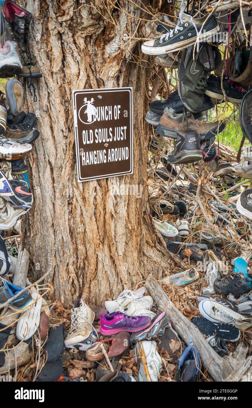 Shoe tree phenomenon hi-res stock photography and images - Alamy