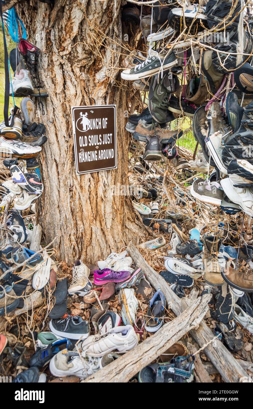 The Oregon Shoe Tree outside of John Day Fossil Beds National Monument ...