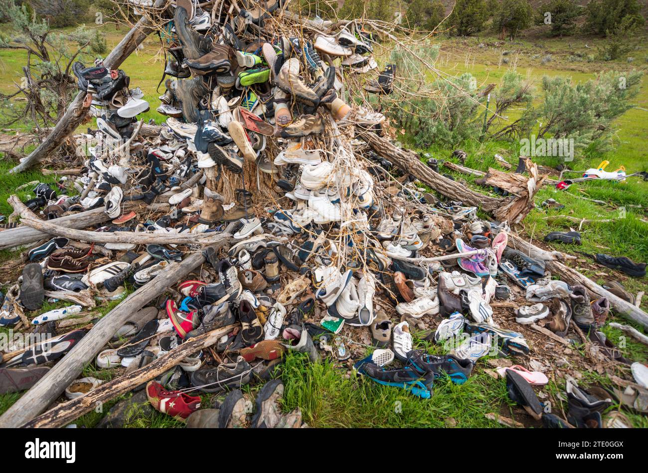 The Oregon Shoe Tree outside of John Day Fossil Beds National Monument ...