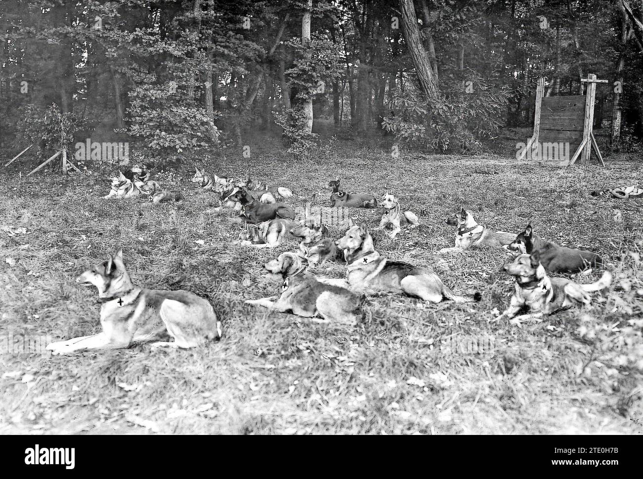 French army dogs hi-res stock photography and images - Alamy