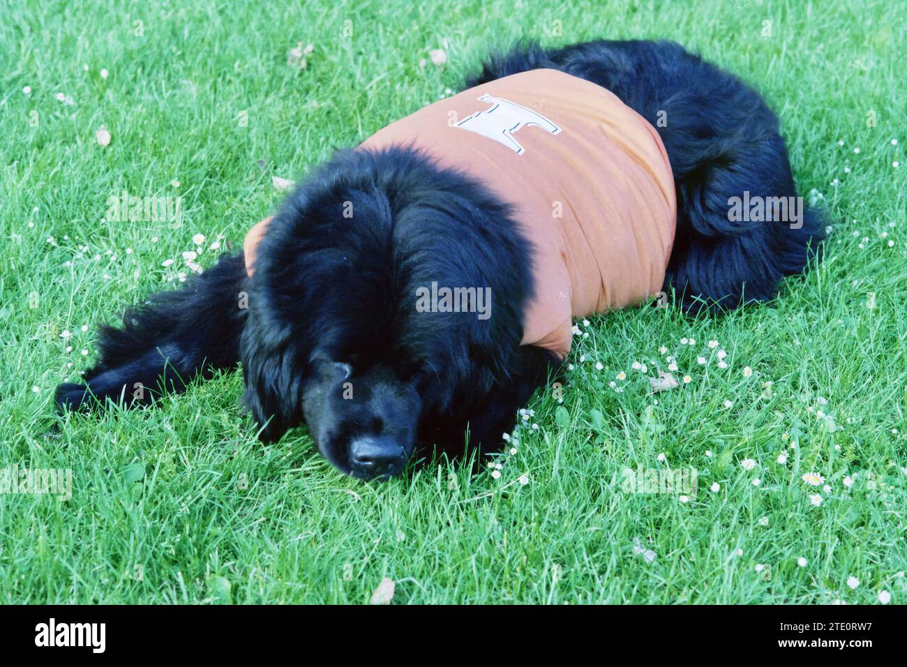 Orange dog, World Cup '98, Haarlem, The Netherlands, 02-06-1998 ...