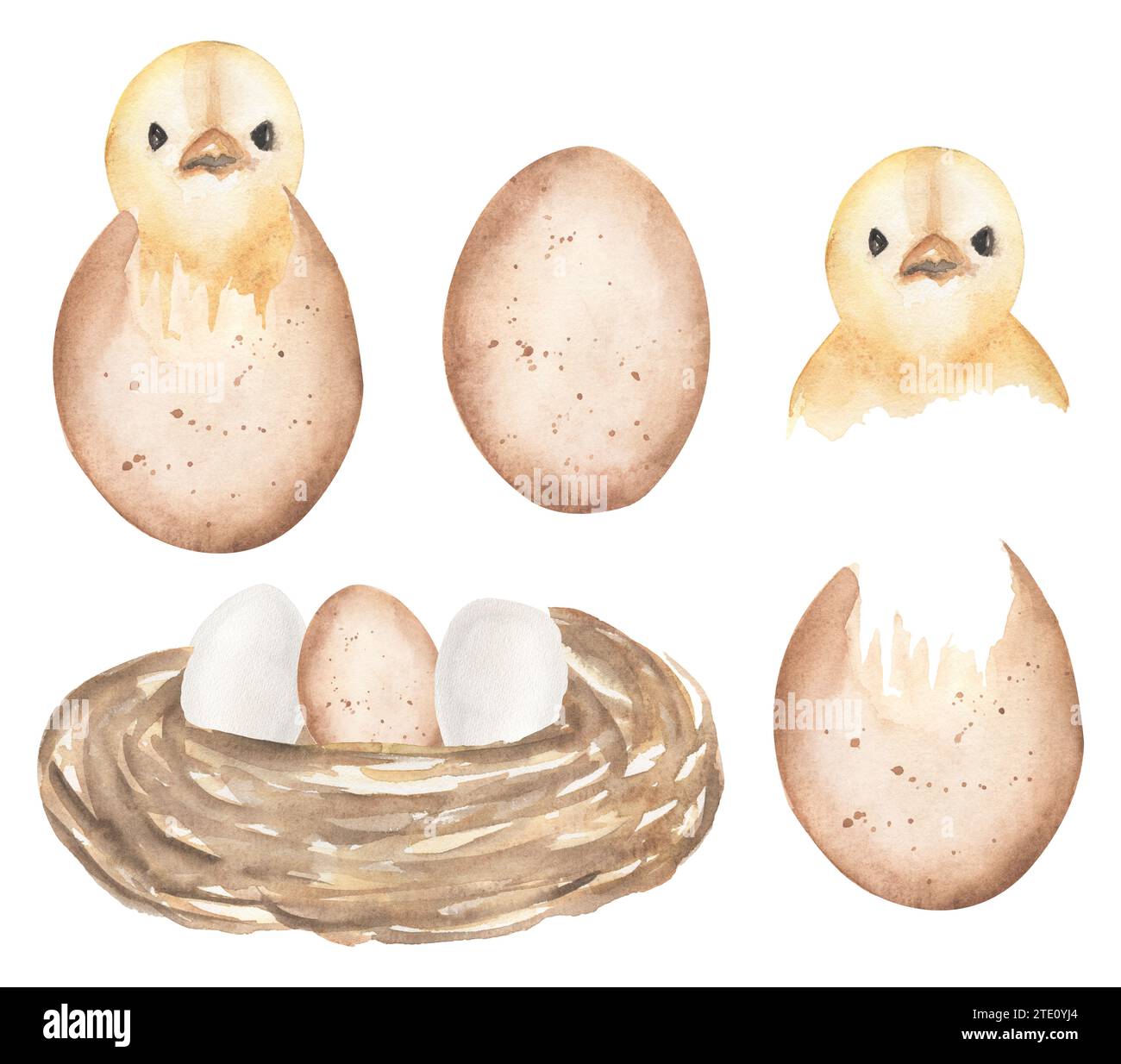 Watercolor chicken life cycle Clipart, Watercolor animal and egg Life ...