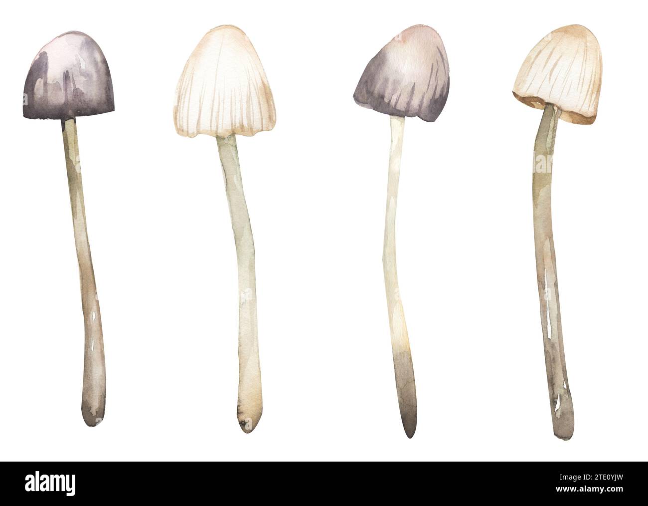 Watercolor fungi illustration, mycena mushroom, clip art haematopus ...